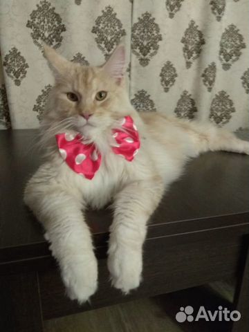 Продам котёночка породы мэйн кун