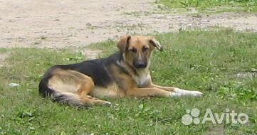 Пальма в добрые руки