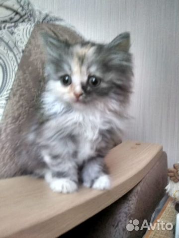 Котенок- совенок в добрые руки