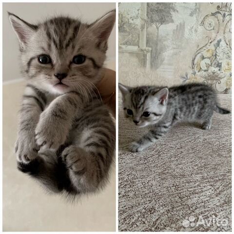 Котята домашние шотландские