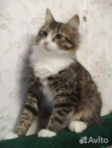 Котик 4.5 месяца