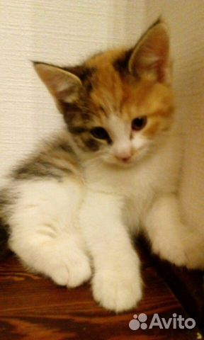 Котята трехцветка