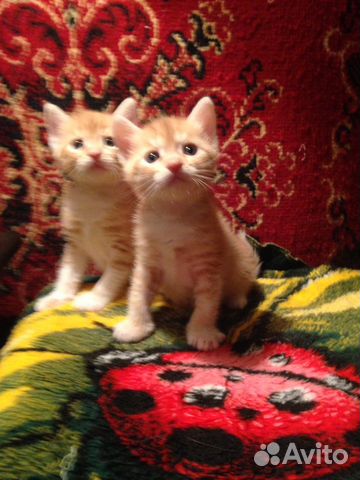 Рыжие милые котятки бесплатно