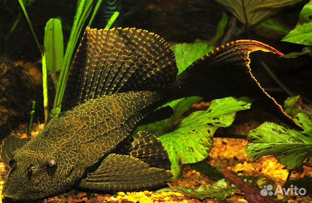 Сом парчовый птеригоплихт