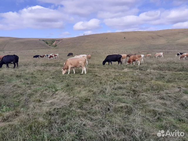 Продажа быки живым весом