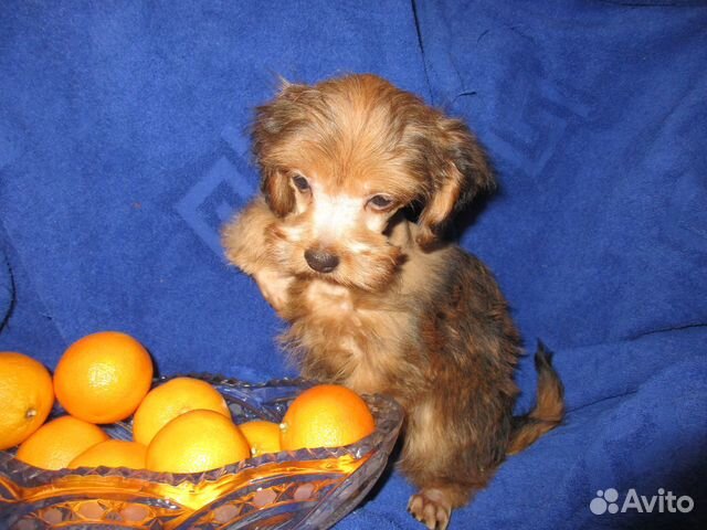 Петербургская Орхидея на Новый Год