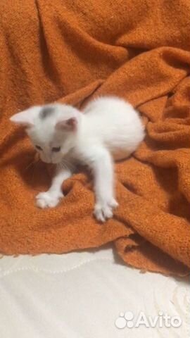 Котёнок в хорошие руки