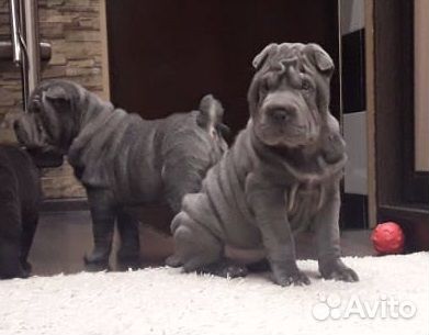 Щенки Шар-Пея Голубого Окраса