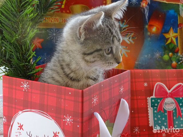 Котята 2месяца скоттиш страйт в подарочной коробке