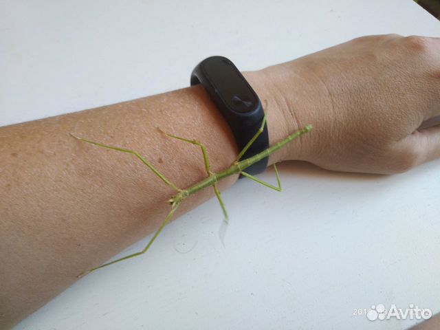 Аннамский палочник насекомые