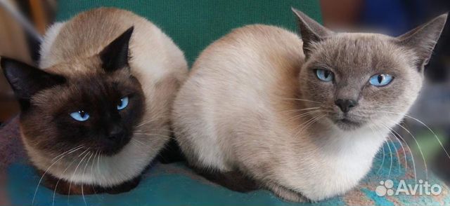 Тайские котята