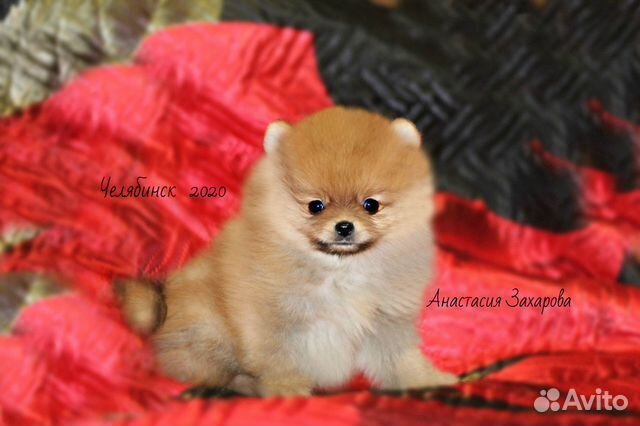 Самый лучший кукольный медвежонок