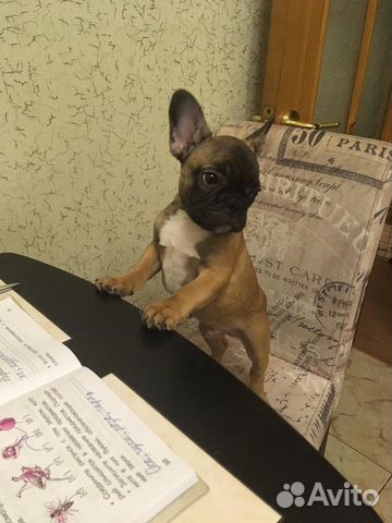 Продаётся щенок французского бульдога