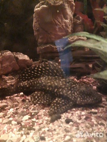 Аквариумные крупные рыбы: сомы, цихлиды, астроноту