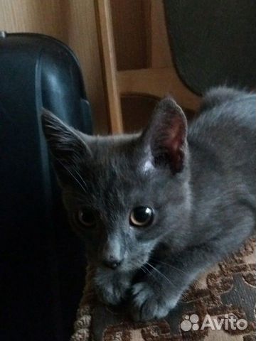 Котёнок, 2 месяца