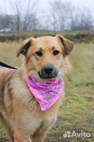 Собака - обаяка