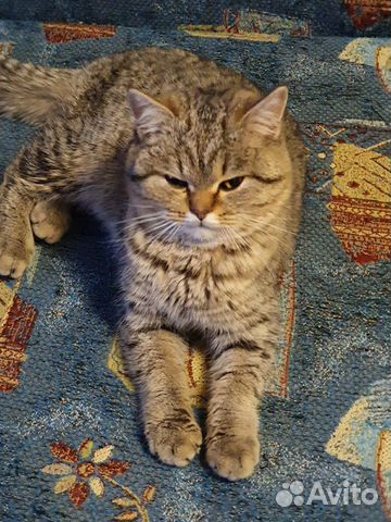 Кошка