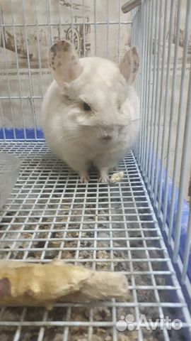 Белая Шиншилла, 2,5 года