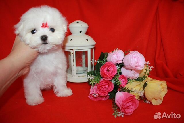 Мини девочка мальтийской болонки 2 мес