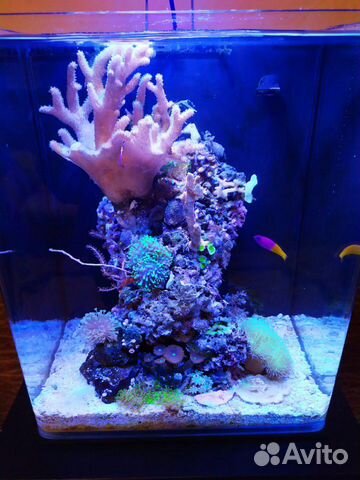 Мини риф (всего 20литров)