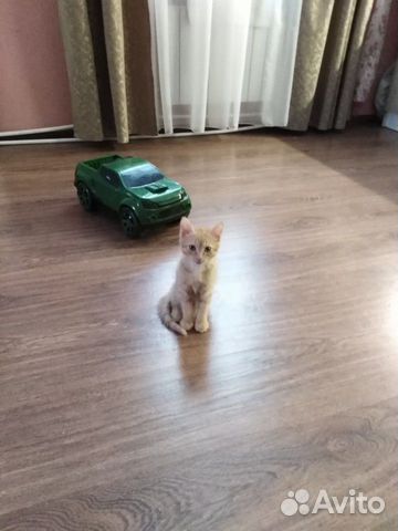 Отдам котёнка в добрые руки