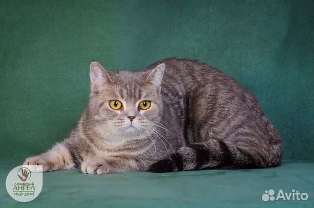 Кошка Барби в добрые руки. Кошка в дар