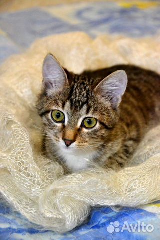 Котенок в добрые руки