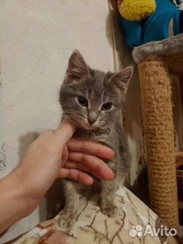 Кошка метис британец русская сельская