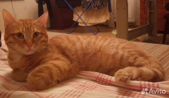 Кот в добрые руки