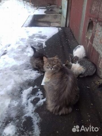 Котята пушистые