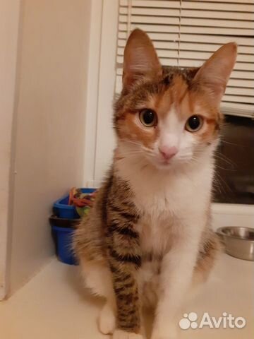 Кошечка в добрые руки