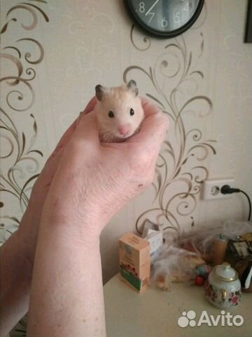 Хомяк с клеткой в хорошие руки