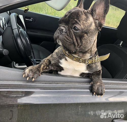 Ищем девочку для вязки