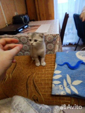 Шотландская вислоухая колор поинт