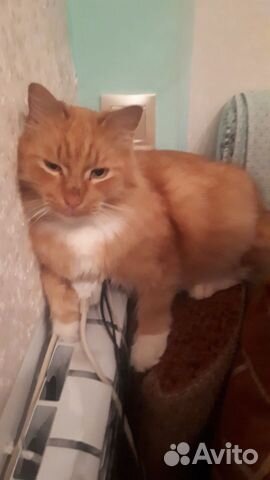 Отдам кота в хорошие, добрые руки