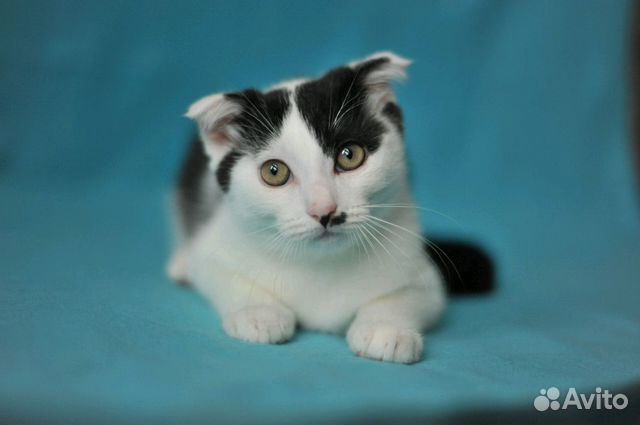 Крошка Дося ищет дом, котенок в дар