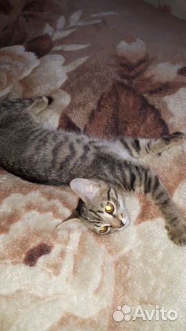 Котёнок Смузи