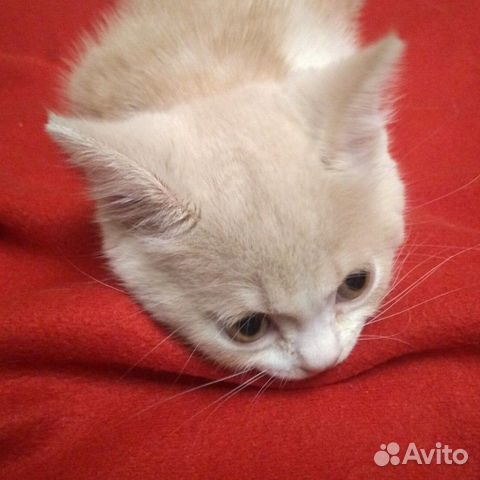 Котенок манчкин, мальчик