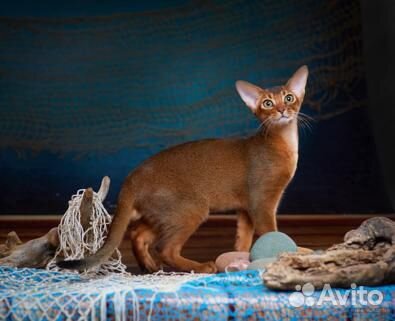 Абиссинские котята
