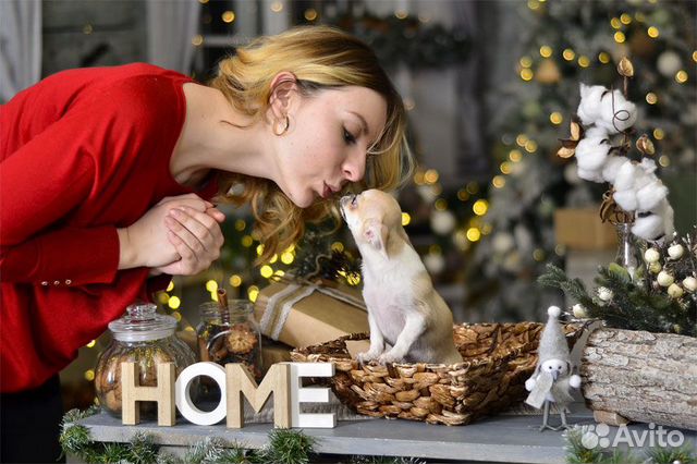 Щенки чихуахуа из питомника Хэппи Бэнд