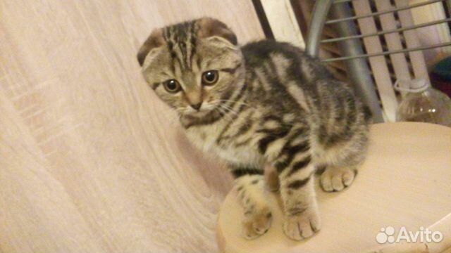 Красивая вислоухая девочка с мраморным окрасом