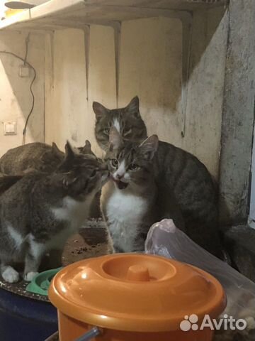 Мышеловки и мышеловы В добрые руки