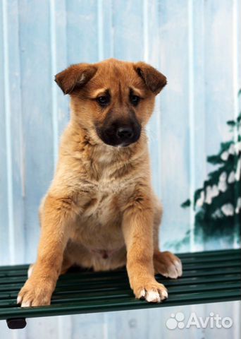 Крупный щенок мальчик в добрые руки