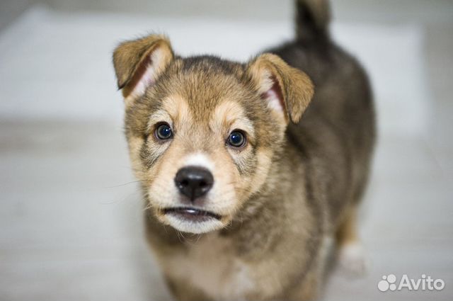 У щенка меньше недели на пристройство
