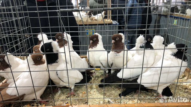 Голуби немецкие крестовые