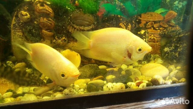 Продам аквариумных рыбок