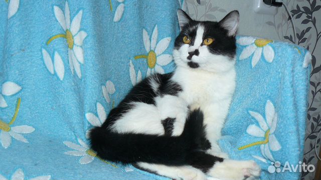 Котик Лютик