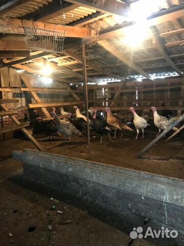 Индюшки, Индейки Домашние Петушки и Куры