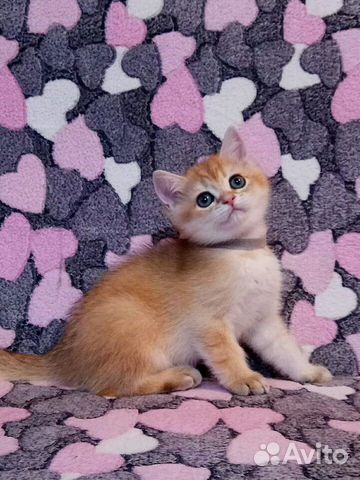 Золотой красавчик