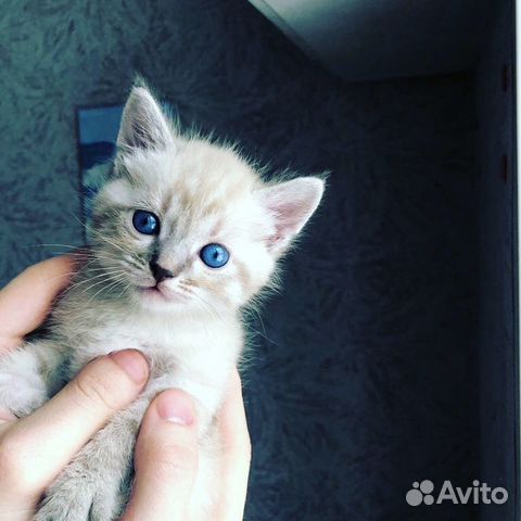 Тайские котята